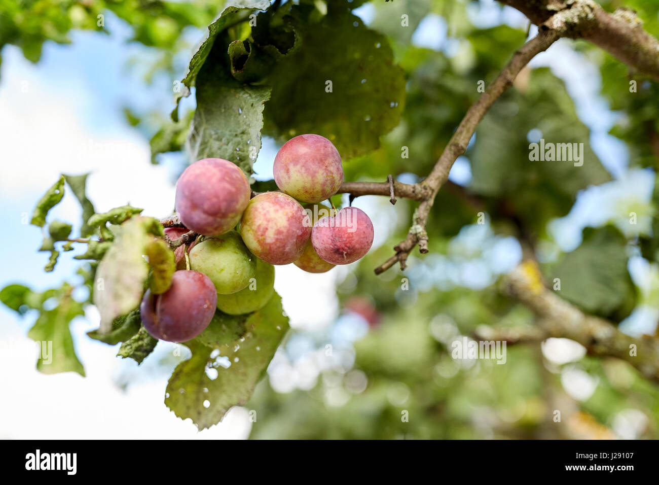 Summer garden fruit hi-res stock photography and images - Alamy