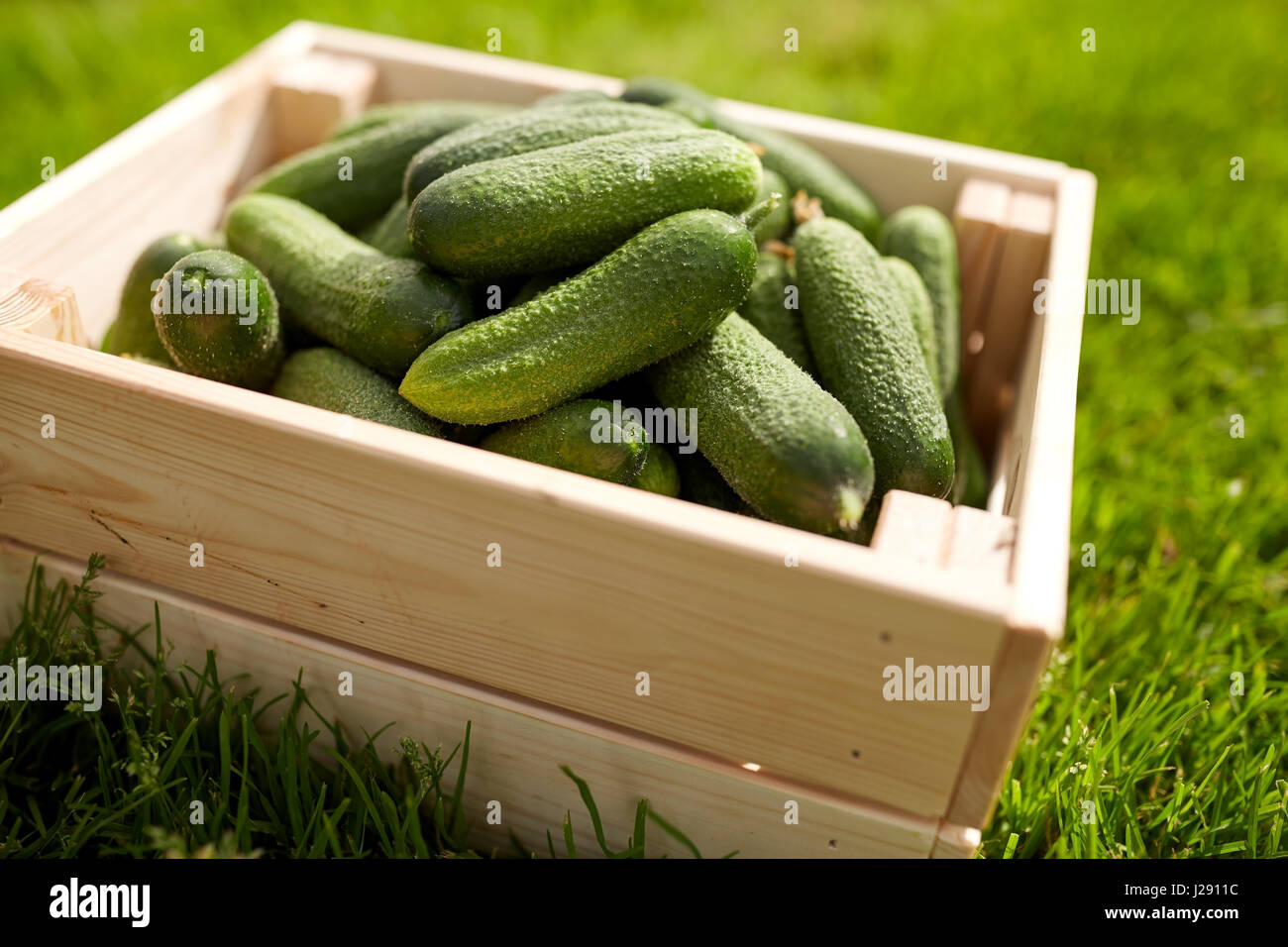 cucumbers in wooden box at summer garden Stock Photo - Alamy