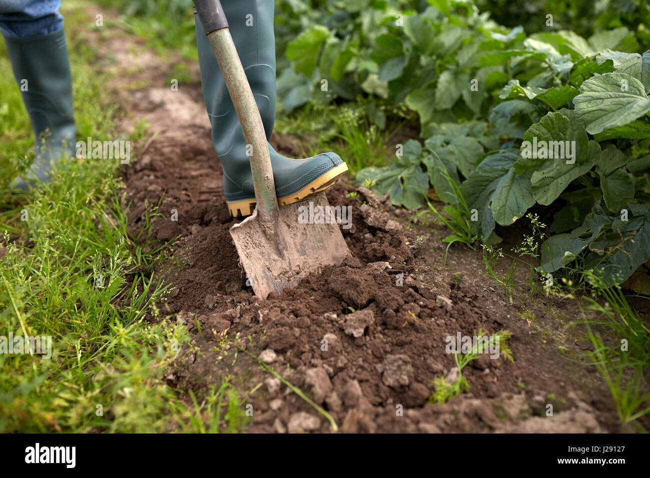 Digging farming hi-res stock photography and images - Alamy