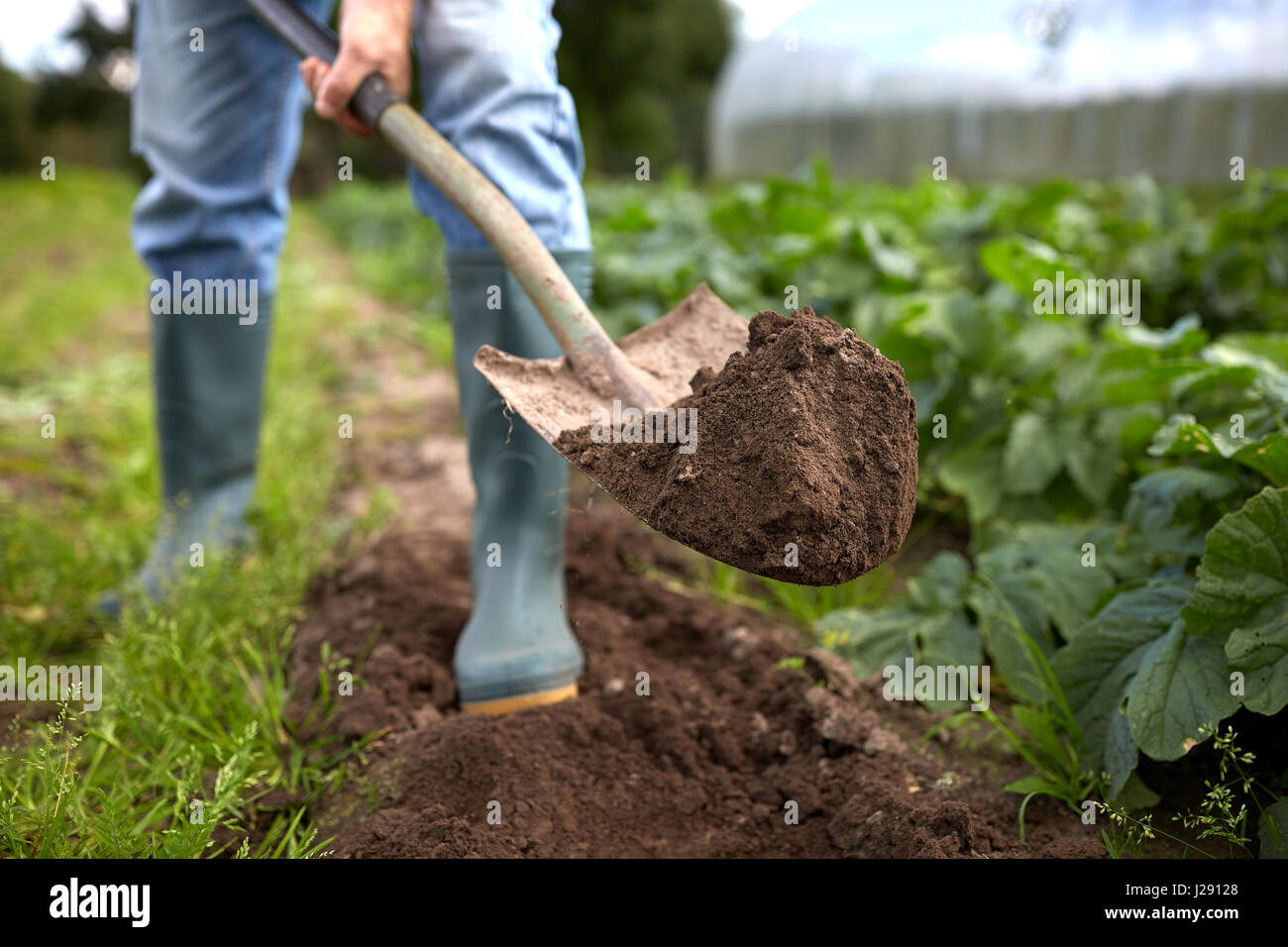 man with shovel digging garden bed or farm Stock Photo - Alamy