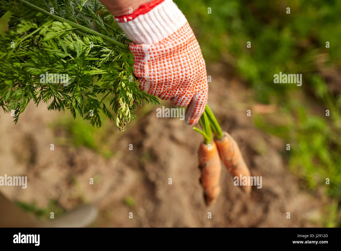farmer hand in glove with carrots on farm Stock Photo - Alamy