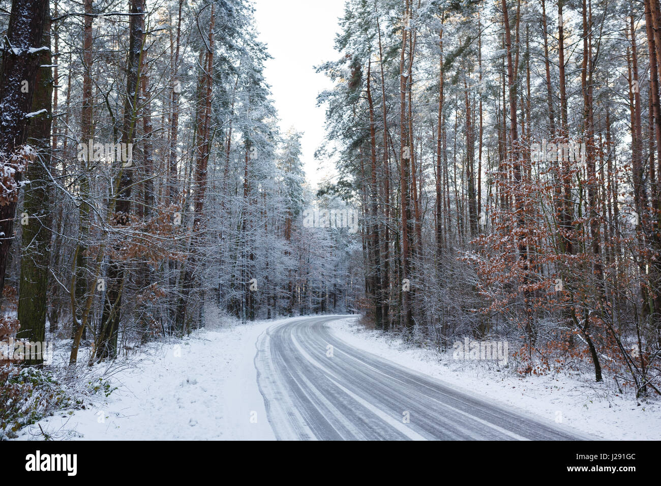 The road in a forest at winter time Stock Photo - Alamy