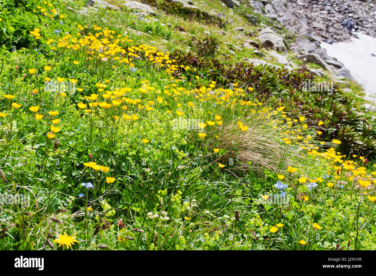 Flowers on alpine meadows Caucasus Stock Photo - Alamy