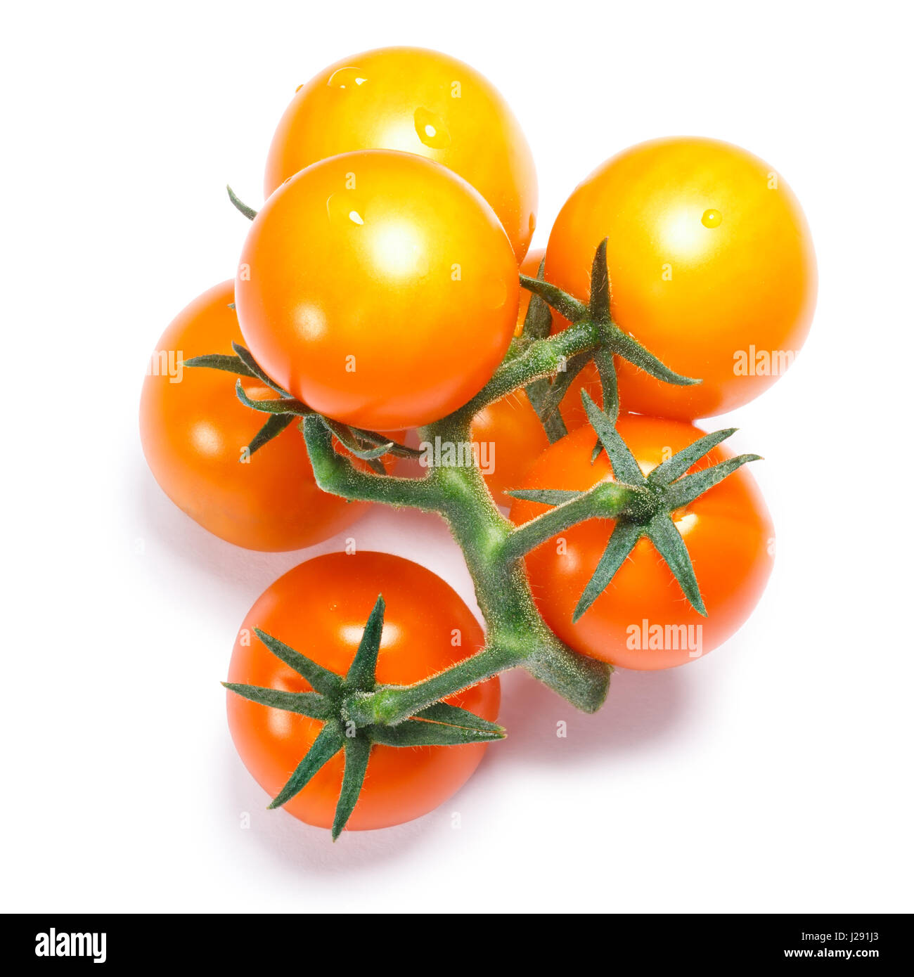 Cluster of yellow cherry tomatoes (ciliegino, Solanum lycopersicum var ...