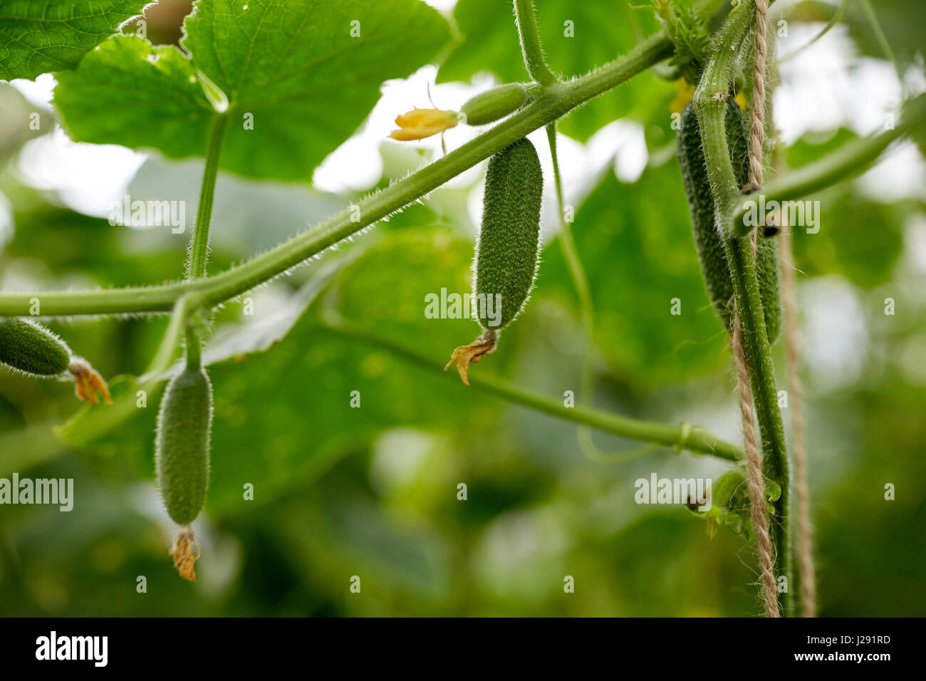 Bio cucumber hi-res stock photography and images - Alamy