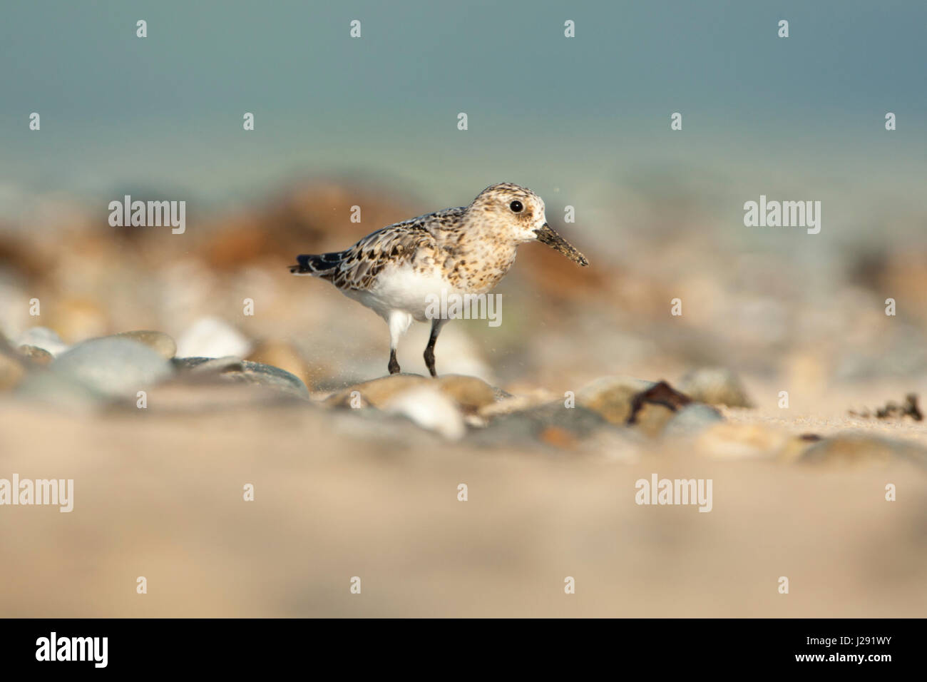 Sanderling adult standing on beach with sand on bill summer, nr Tywyn ...