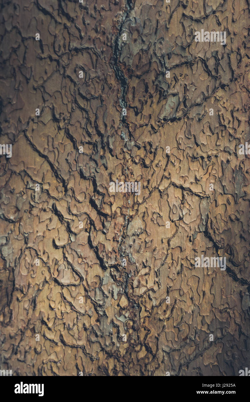 Abstract Brown Wood Bark Texture Stock Photo - Alamy