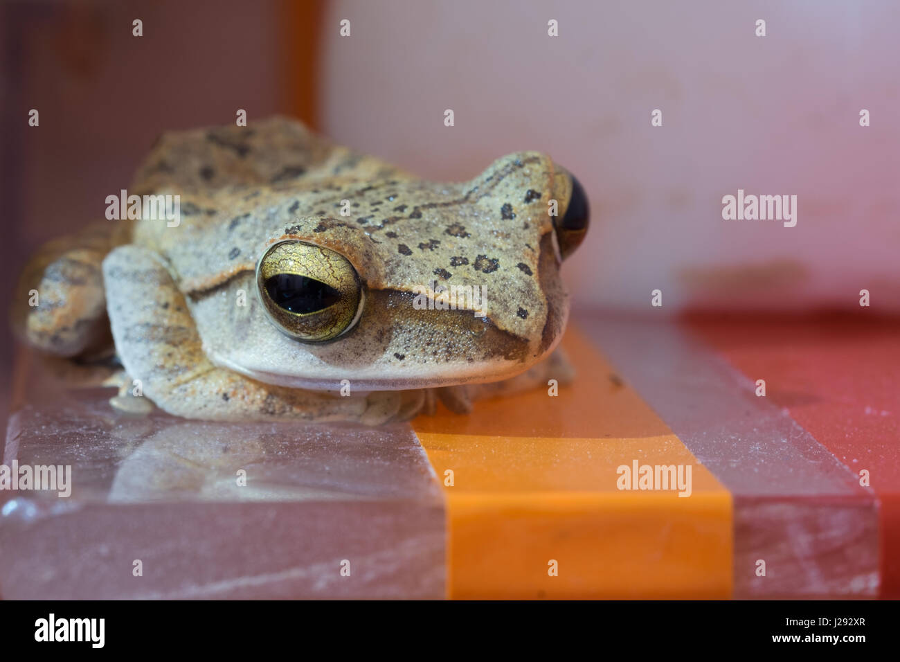 Golden tree frog hi-res stock photography and images - Alamy