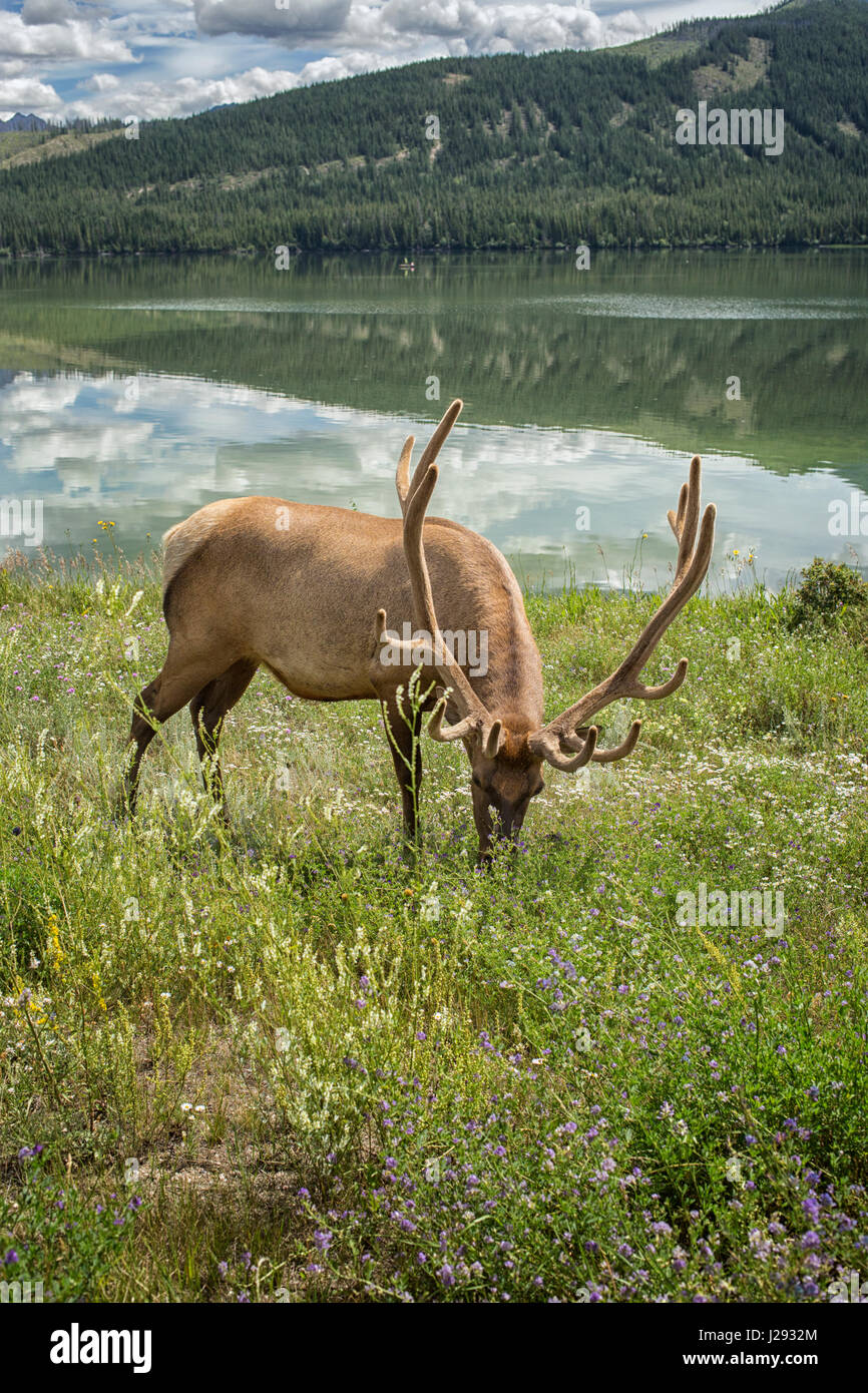 Huge bull elk standing in green grass and wildflowers with large ...
