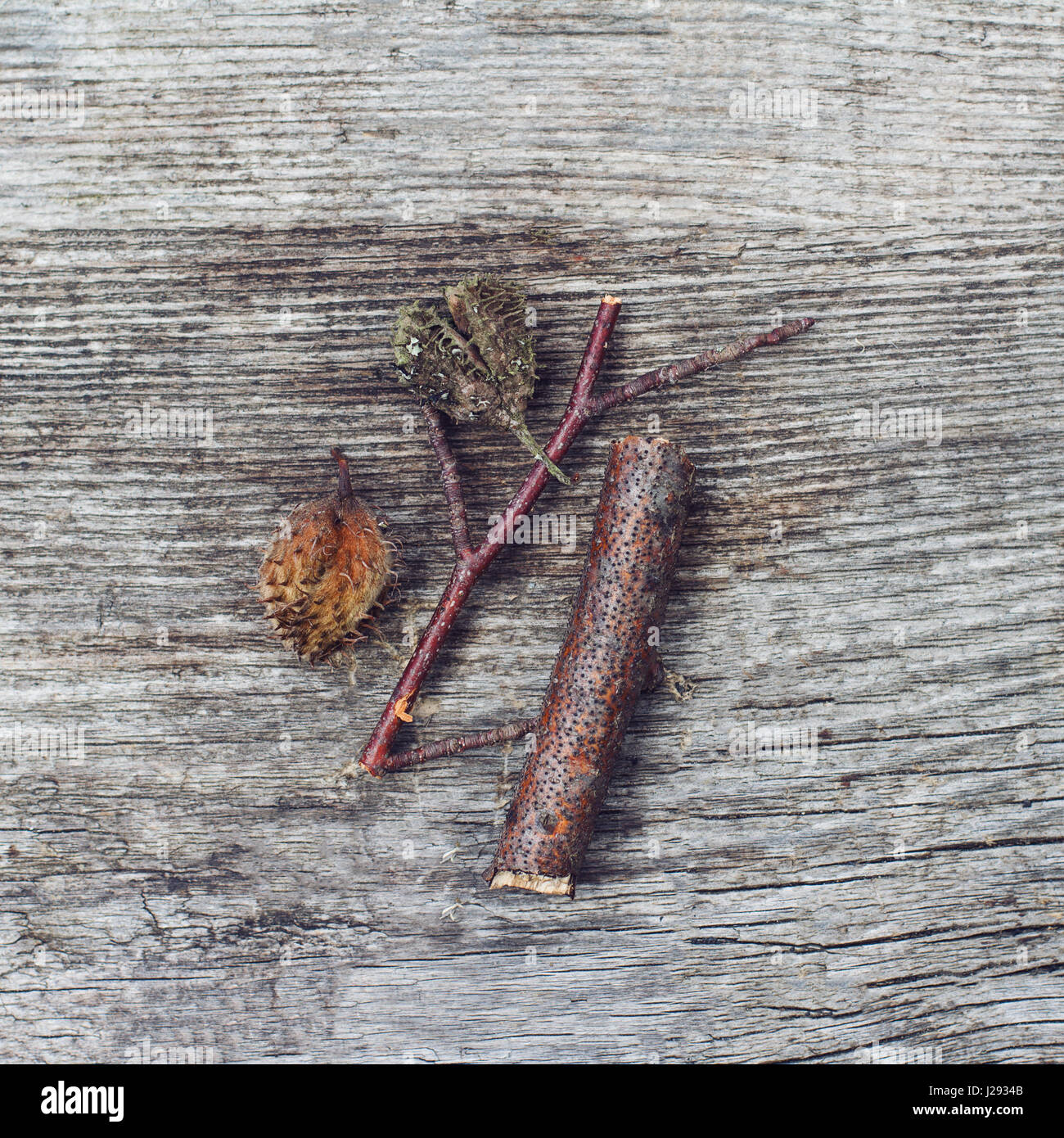 broken branches and fruits from the forest trees on wooden background ...