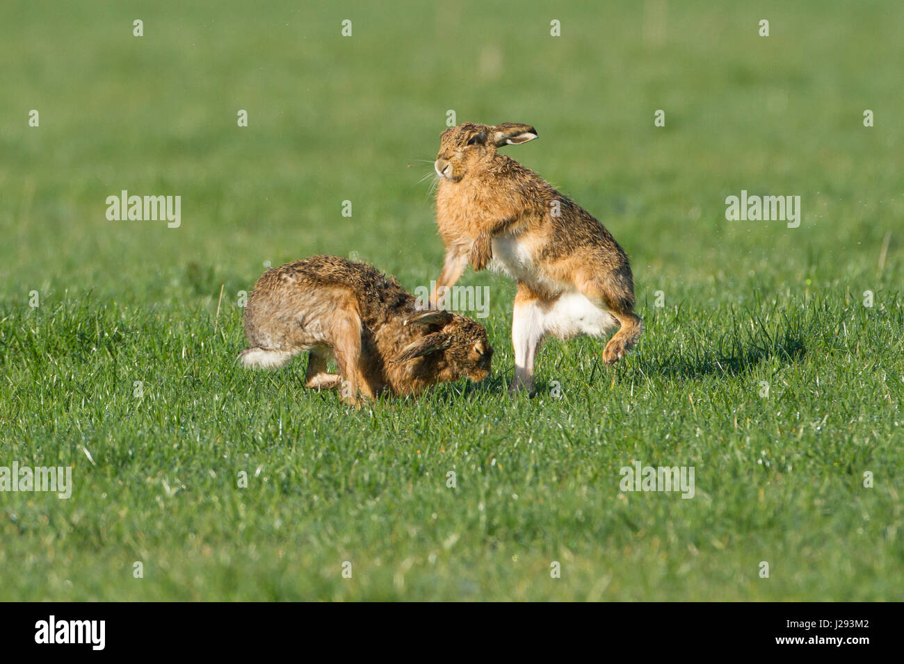 Brown Hare pair male and female boxing in field spring Powys, Wales, UK ...