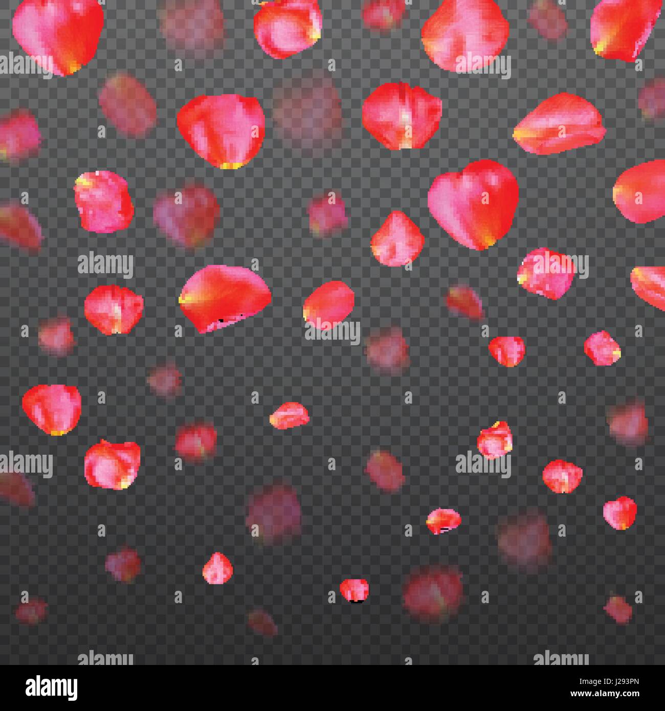 A lot of falling red rose petals on transparent background. Vector ...