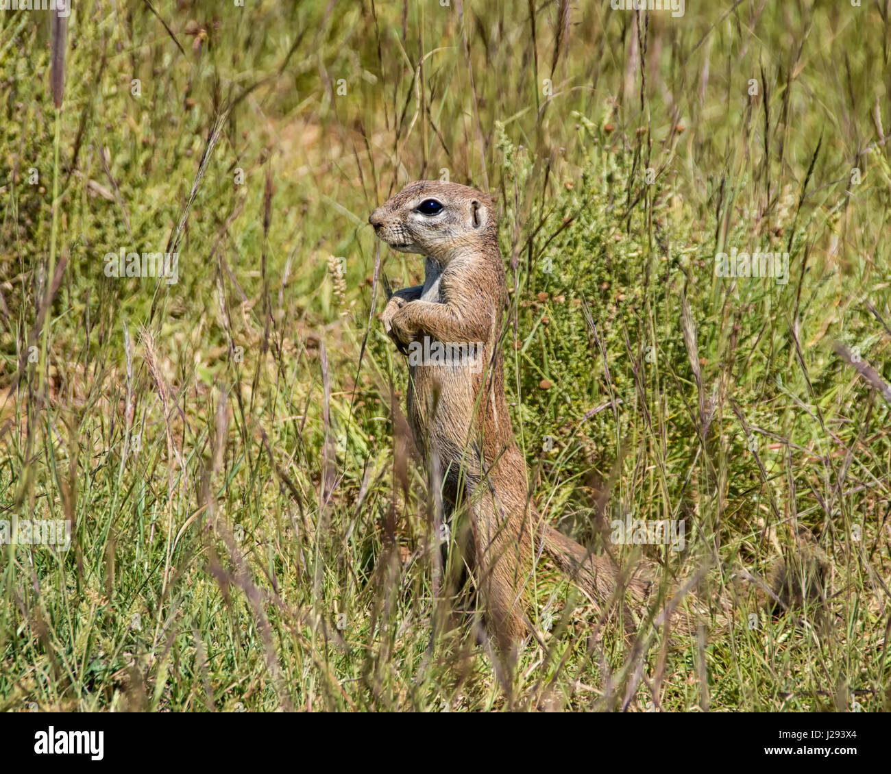 An African Ground Squirrel in Southern African savanna Stock Photo - Alamy