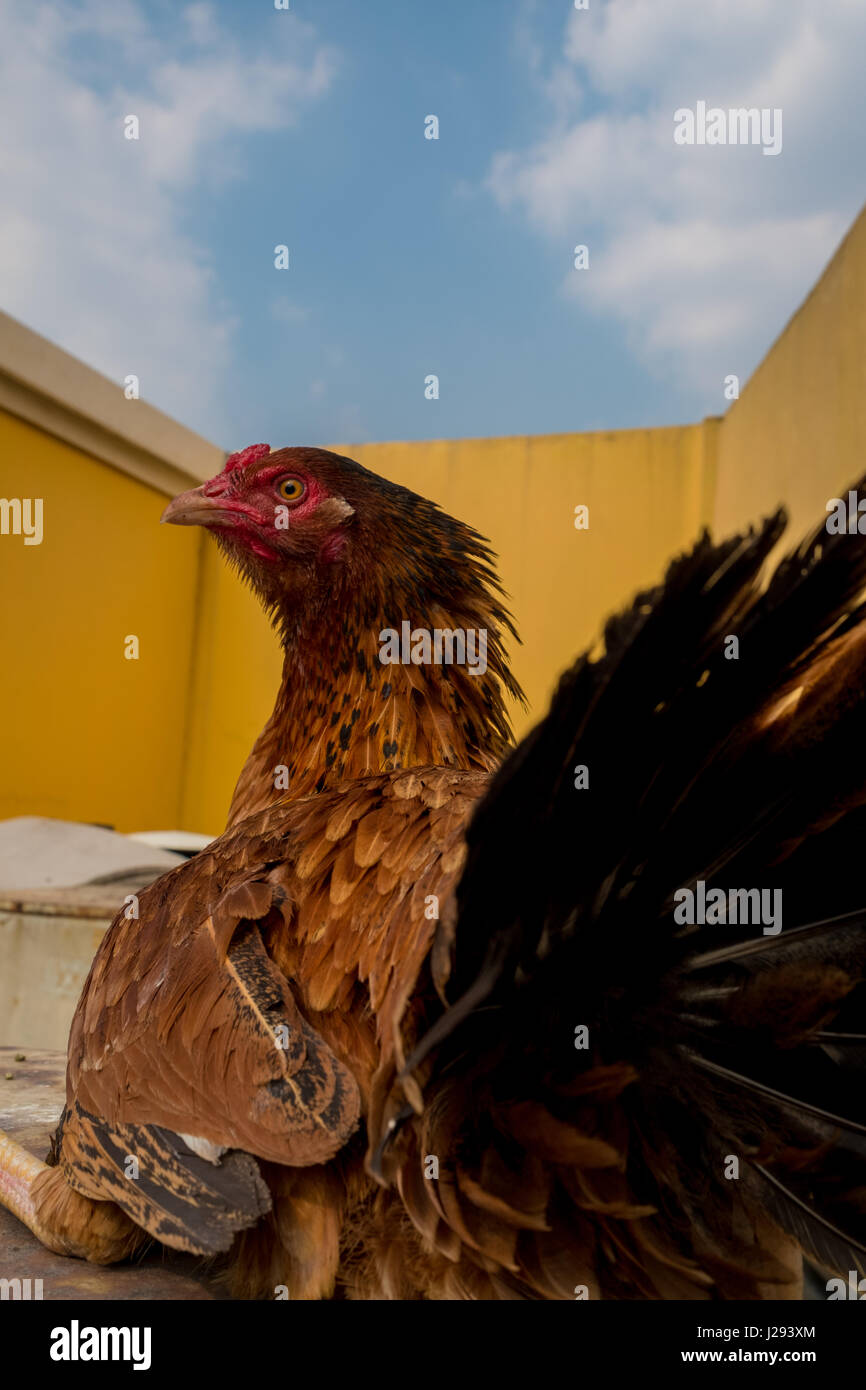 Asia Rooster or Chickens in Thailand.(Selective focus Stock Photo - Alamy