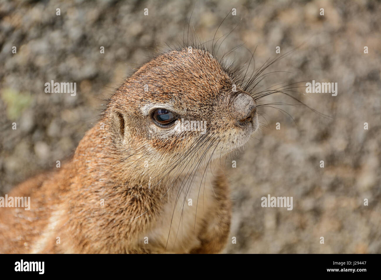 An African Ground Squirrel in Southern African savanna Stock Photo - Alamy