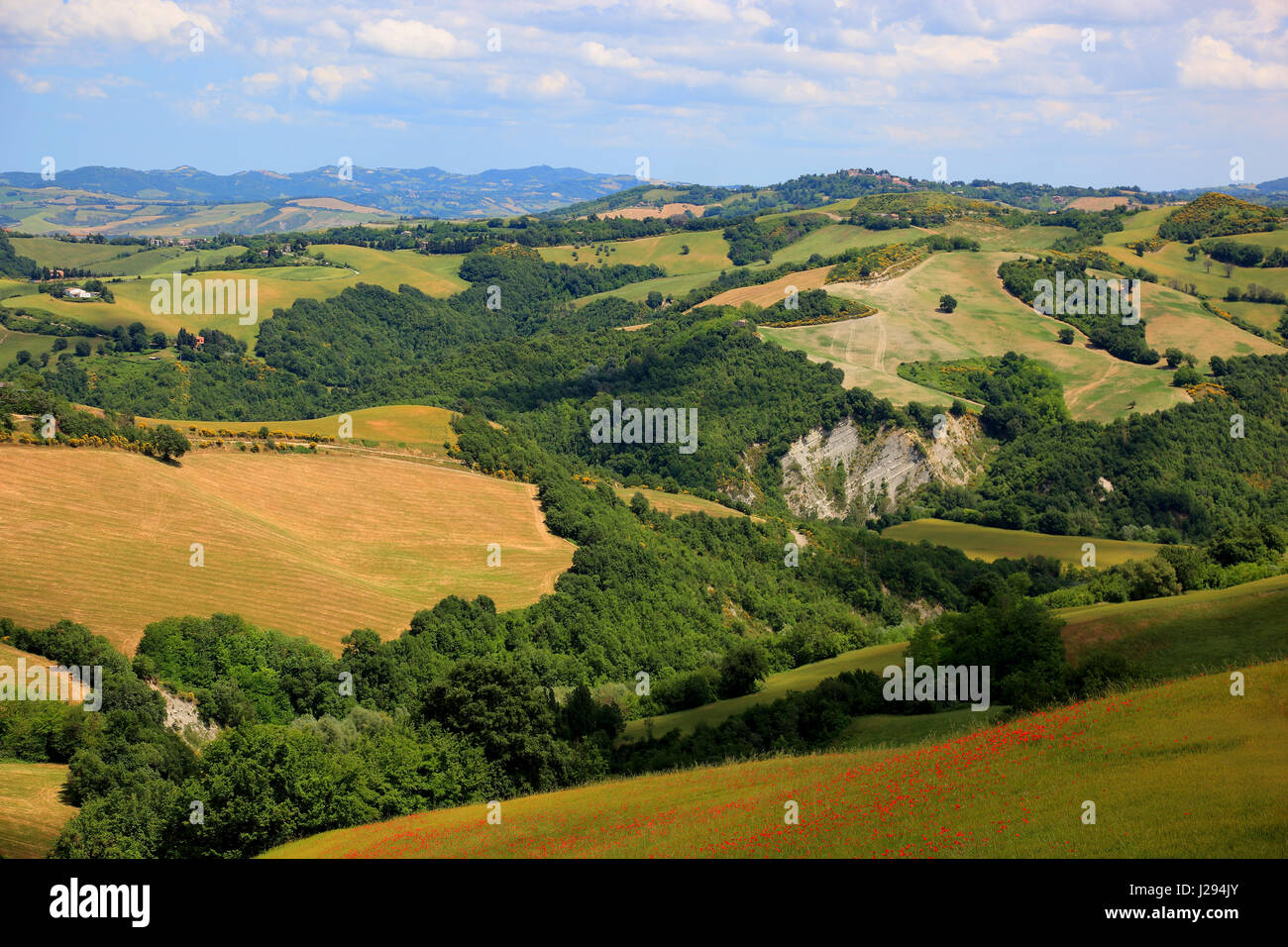 Typical landscape of the Marche between Sassocorvaro und Urbino, Marche ...