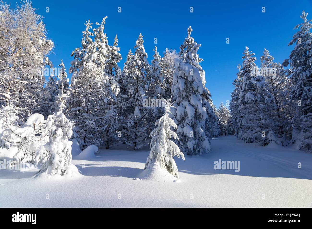Altenberg erzgebirge hi-res stock photography and images - Alamy