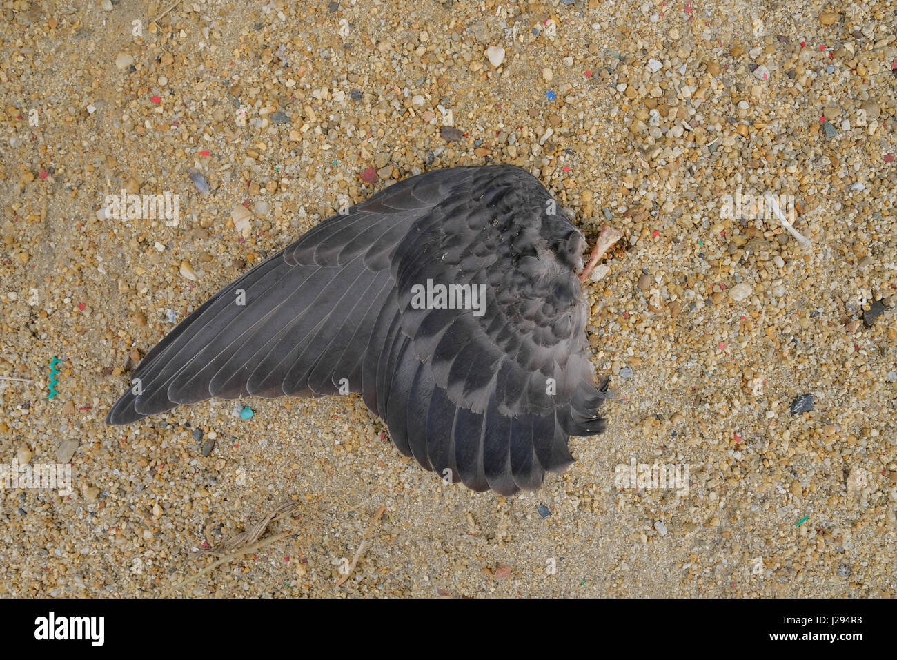 Pigeon wing hi-res stock photography and images - Alamy