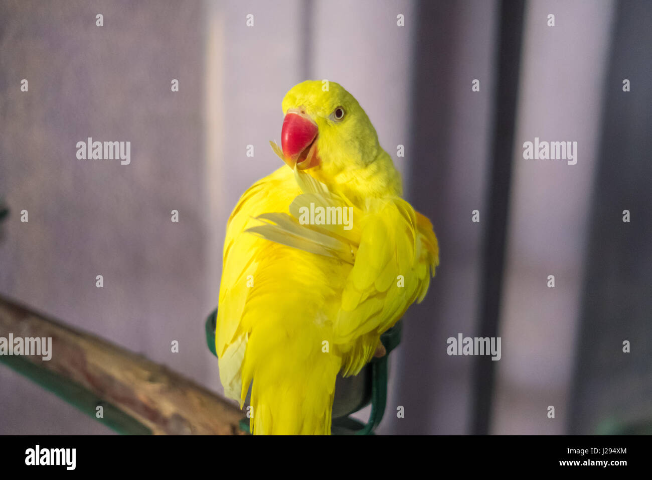 Small parrot of asia hi-res stock photography and images - Alamy