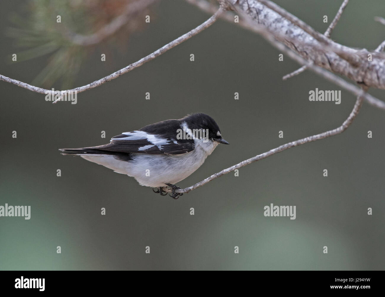Male Semi collared Flycatcher Ficedula semiforquata on migration in ...