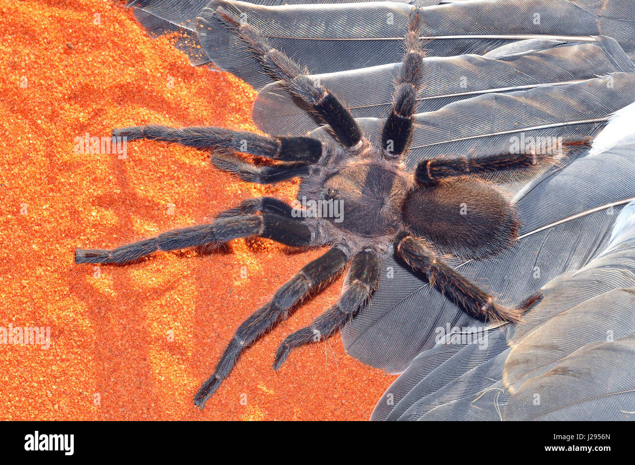 Adult Barking High Resolution Stock Photography and Images - Alamy