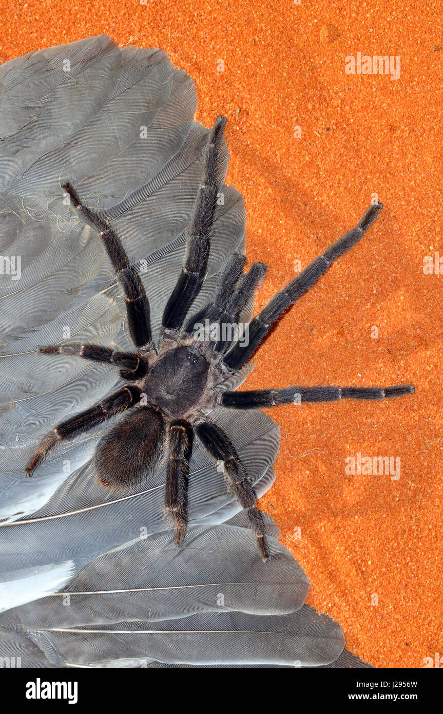 Queensland whistling spider hi-res stock photography and images - Alamy