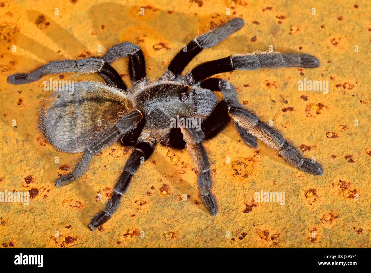 Thai Golden Fringe tarantula (Ornithoctonus aureotibialis Stock Photo ...