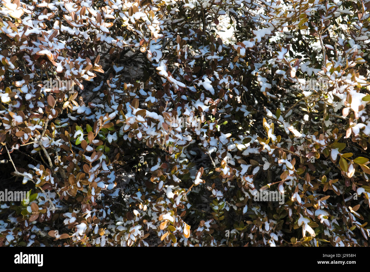 Snow on leaves.(Selective focus Stock Photo - Alamy