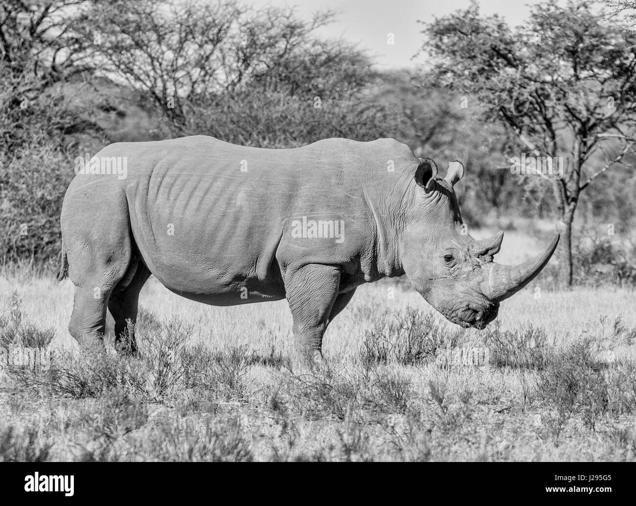 White Rhinoceros in Southern African savanna Stock Photo - Alamy