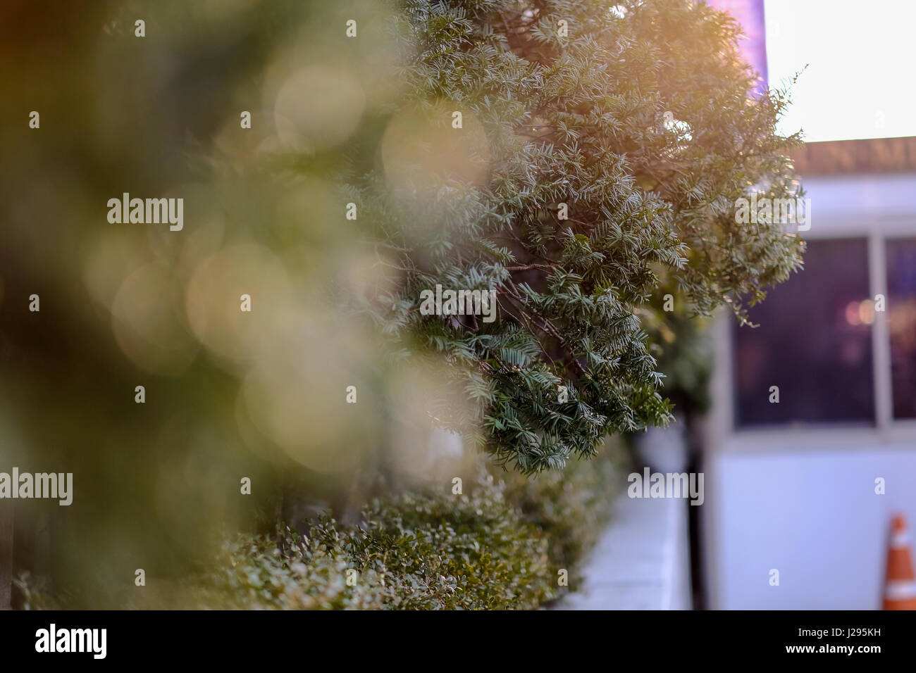Selective soft focus trees hi-res stock photography and images - Alamy