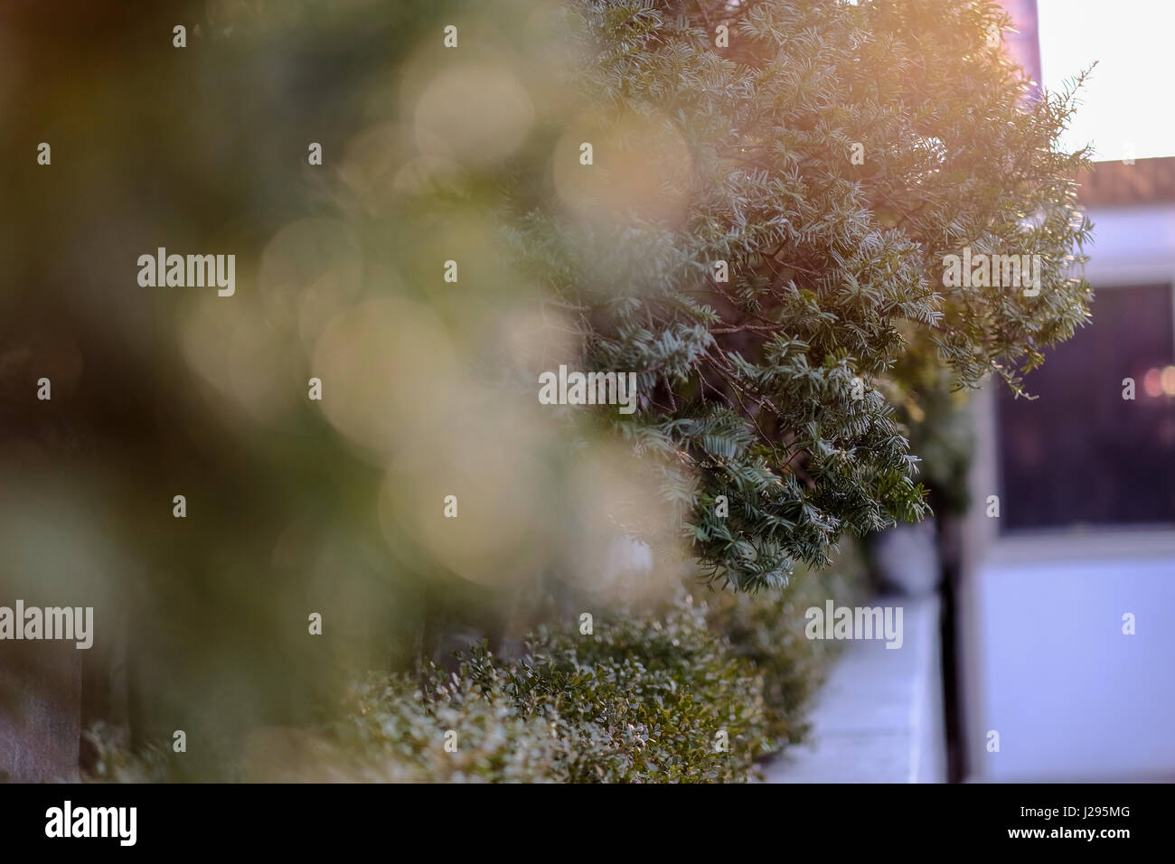 Selective soft focus trees hi-res stock photography and images - Alamy