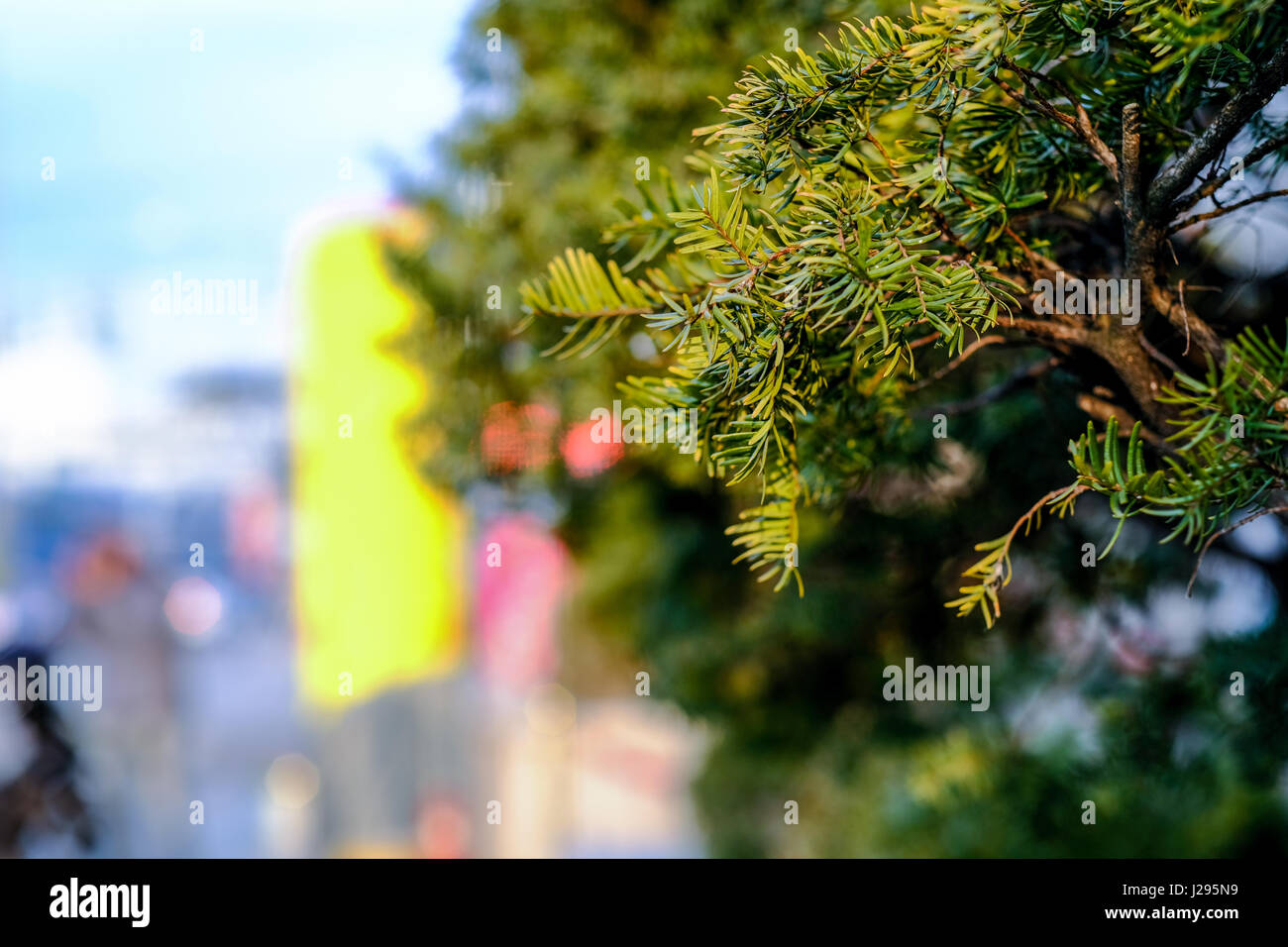 Selective soft focus trees hi-res stock photography and images - Alamy