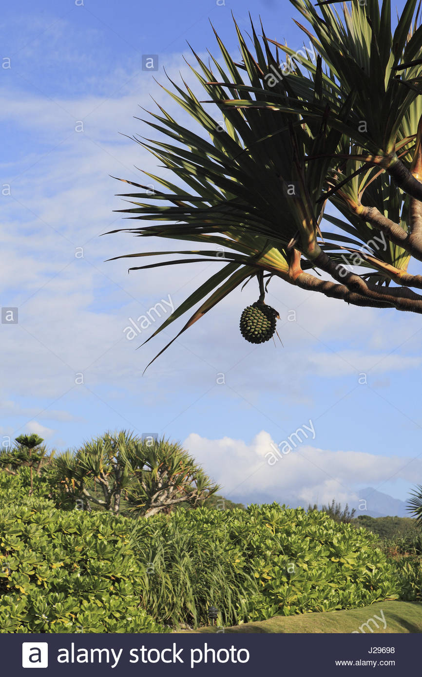 Pandanus Utilis Stock Photos & Pandanus Utilis Stock Images - Alamy