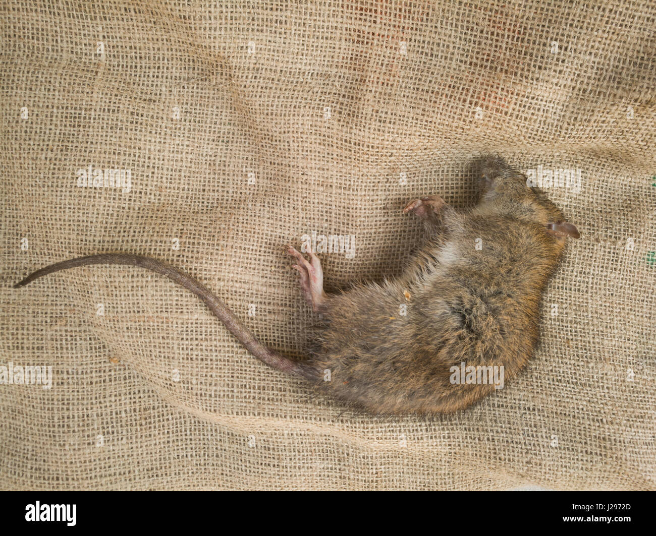 Death of rodents hi-res stock photography and images - Alamy