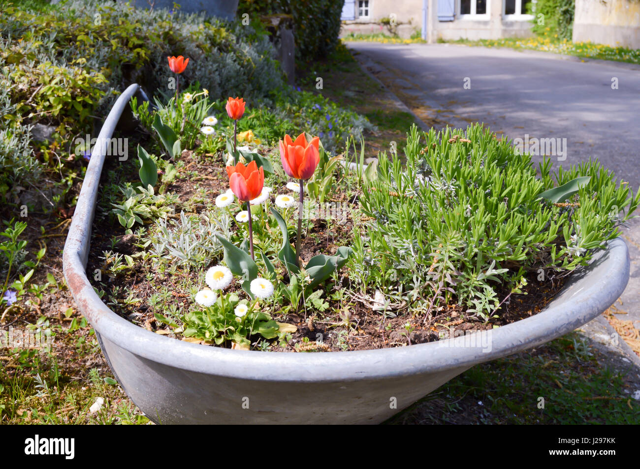 Old tub converted into a flower box with red roses Stock Photo - Alamy