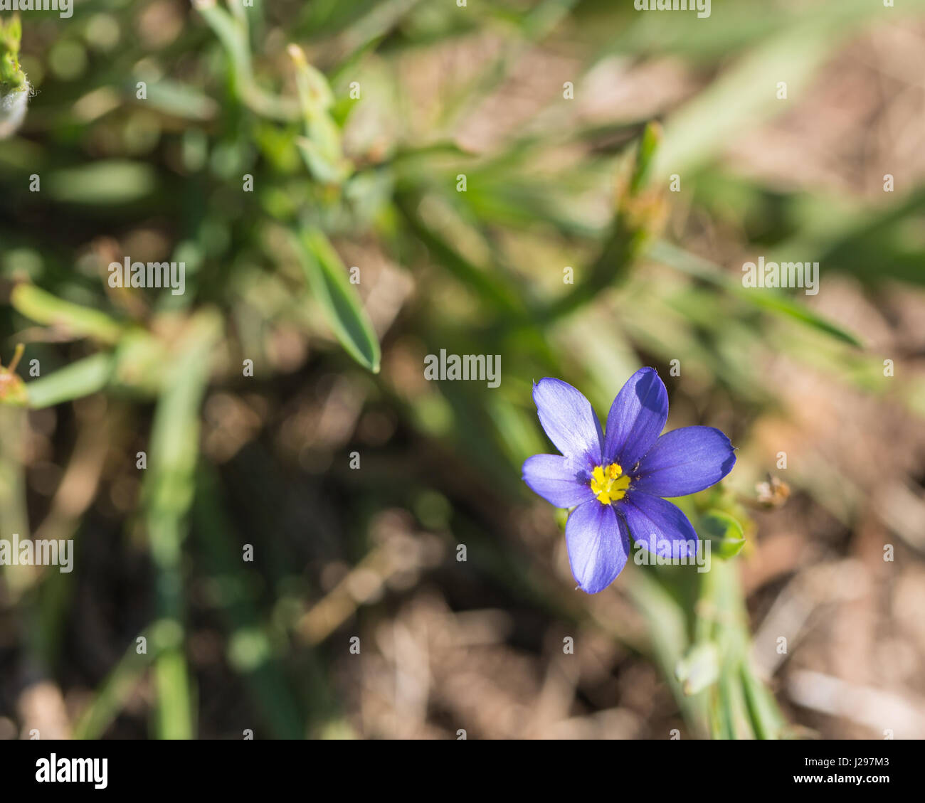 Tiny blue wildflower Stock Photo - Alamy
