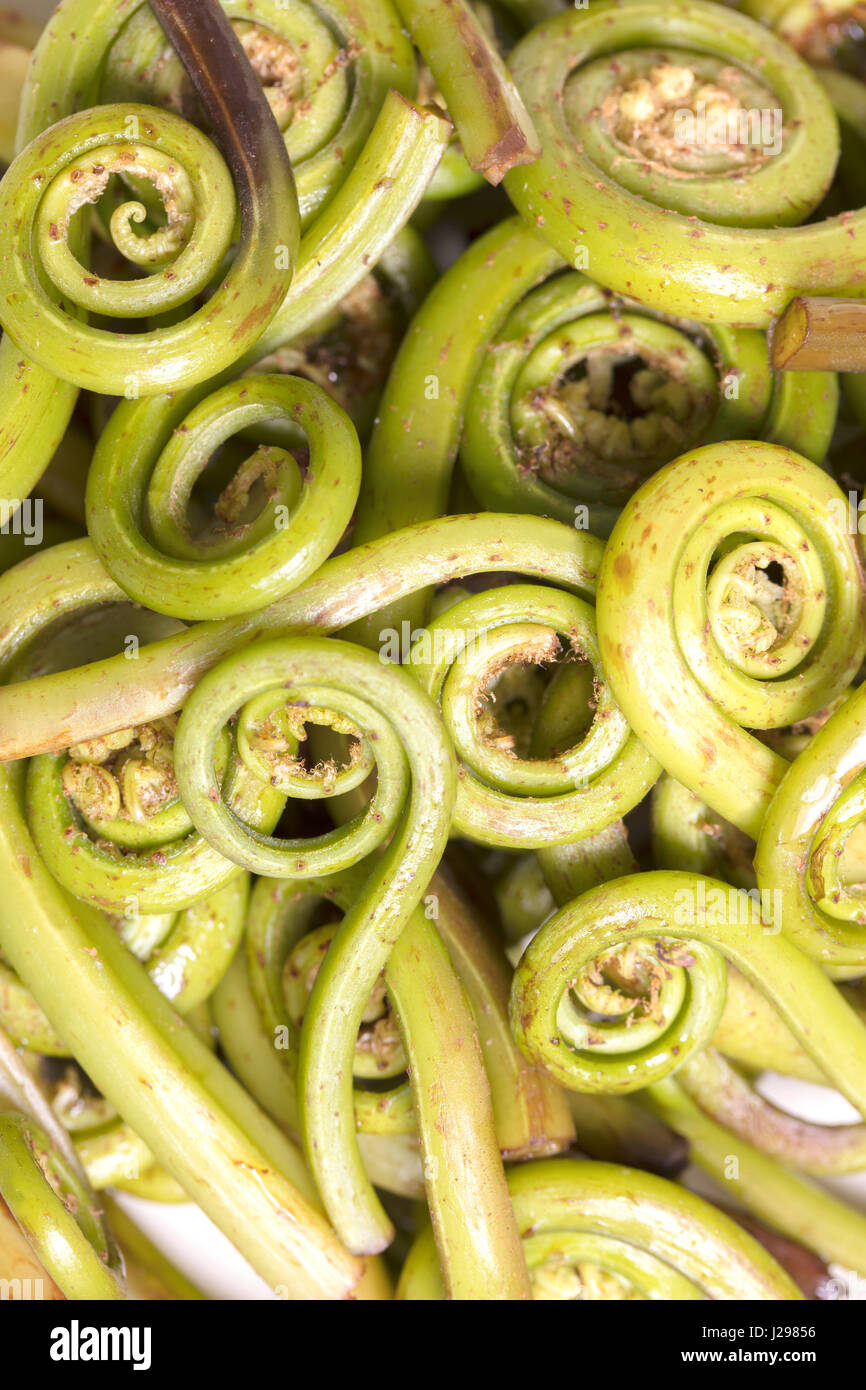 A bunch of green fiddlehead ferns ready to be prepared in a dish Stock ...