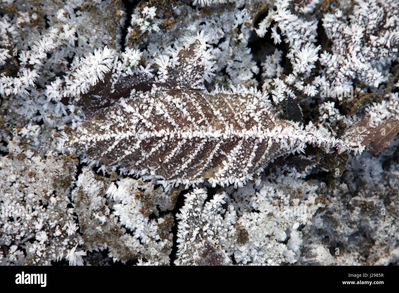 Dead leave hi-res stock photography and images - Alamy