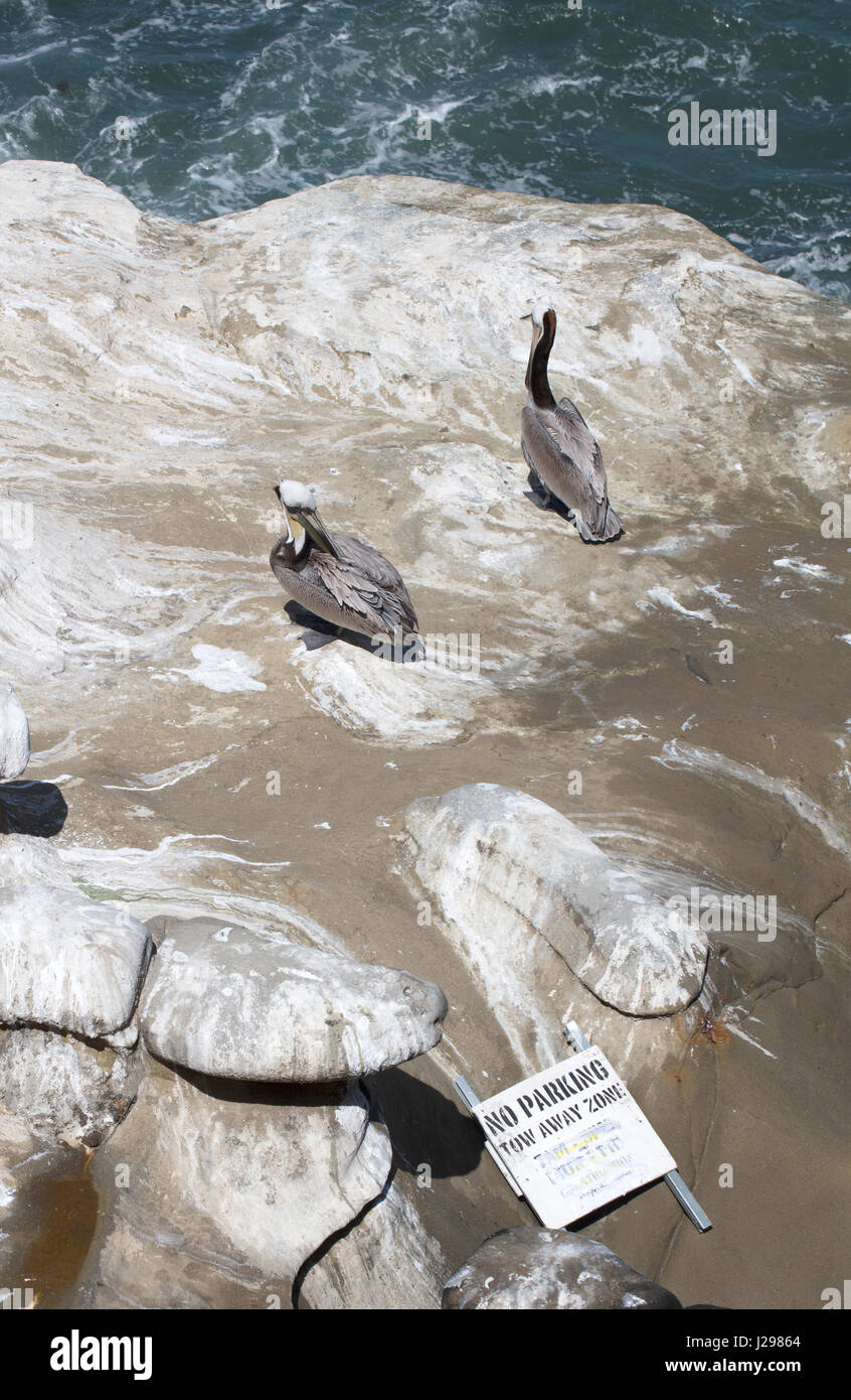 Tow animals hi-res stock photography and images - Alamy