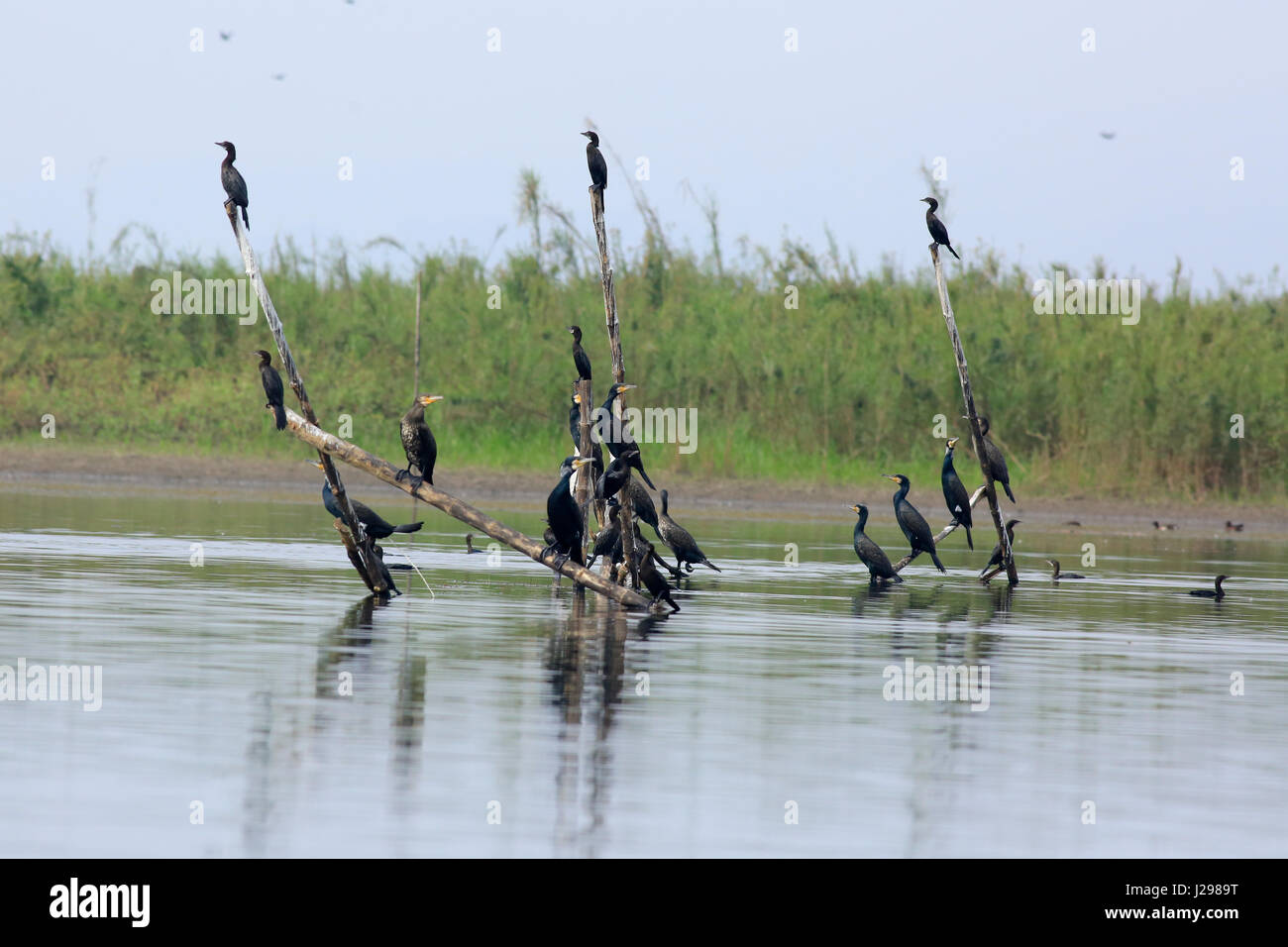 Cormorant locally called Pankouri at Tanguar Haor also called Tangua ...