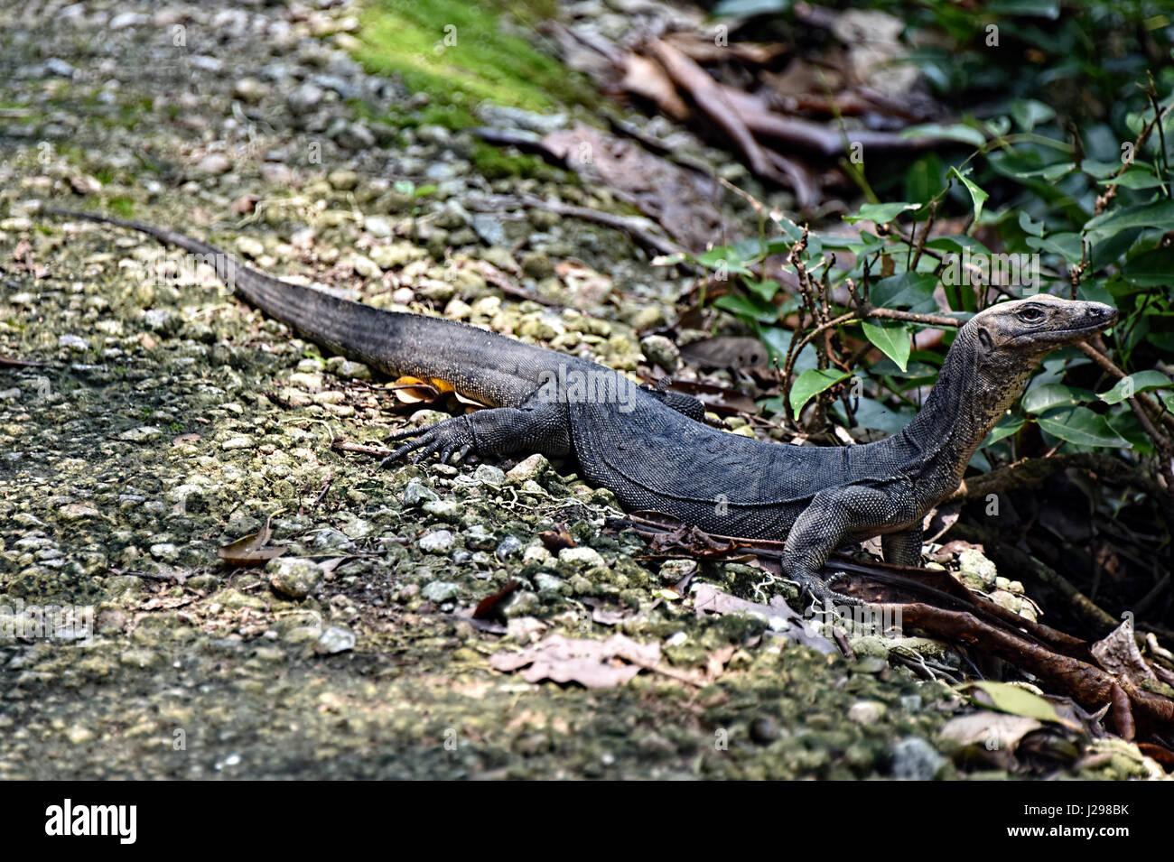 Malayan Water Monitor Stock Photo - Alamy