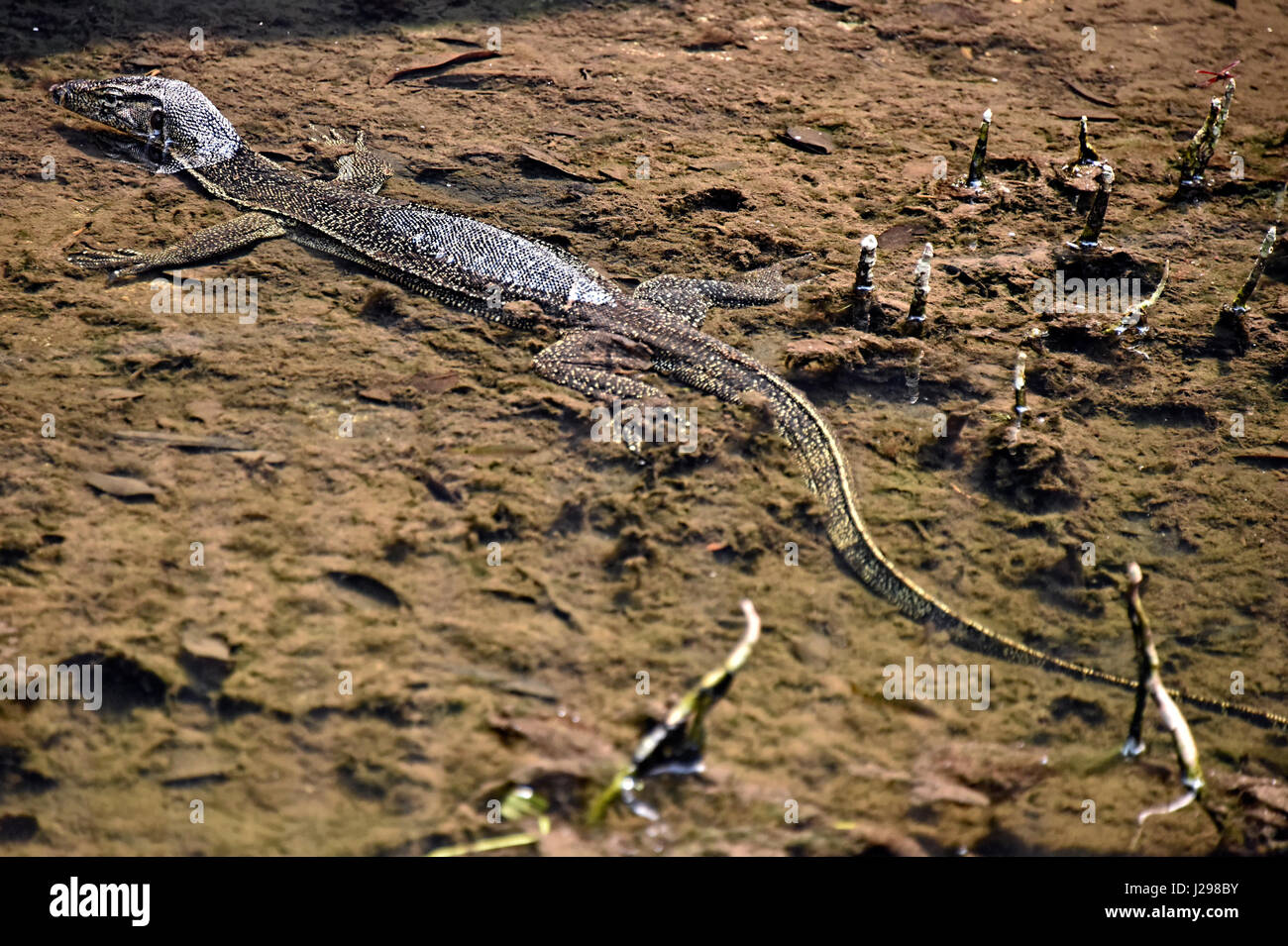 Large malayan water monitor hi-res stock photography and images - Alamy