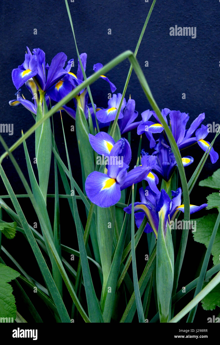 blue and yellow iris in the garden Stock Photo - Alamy
