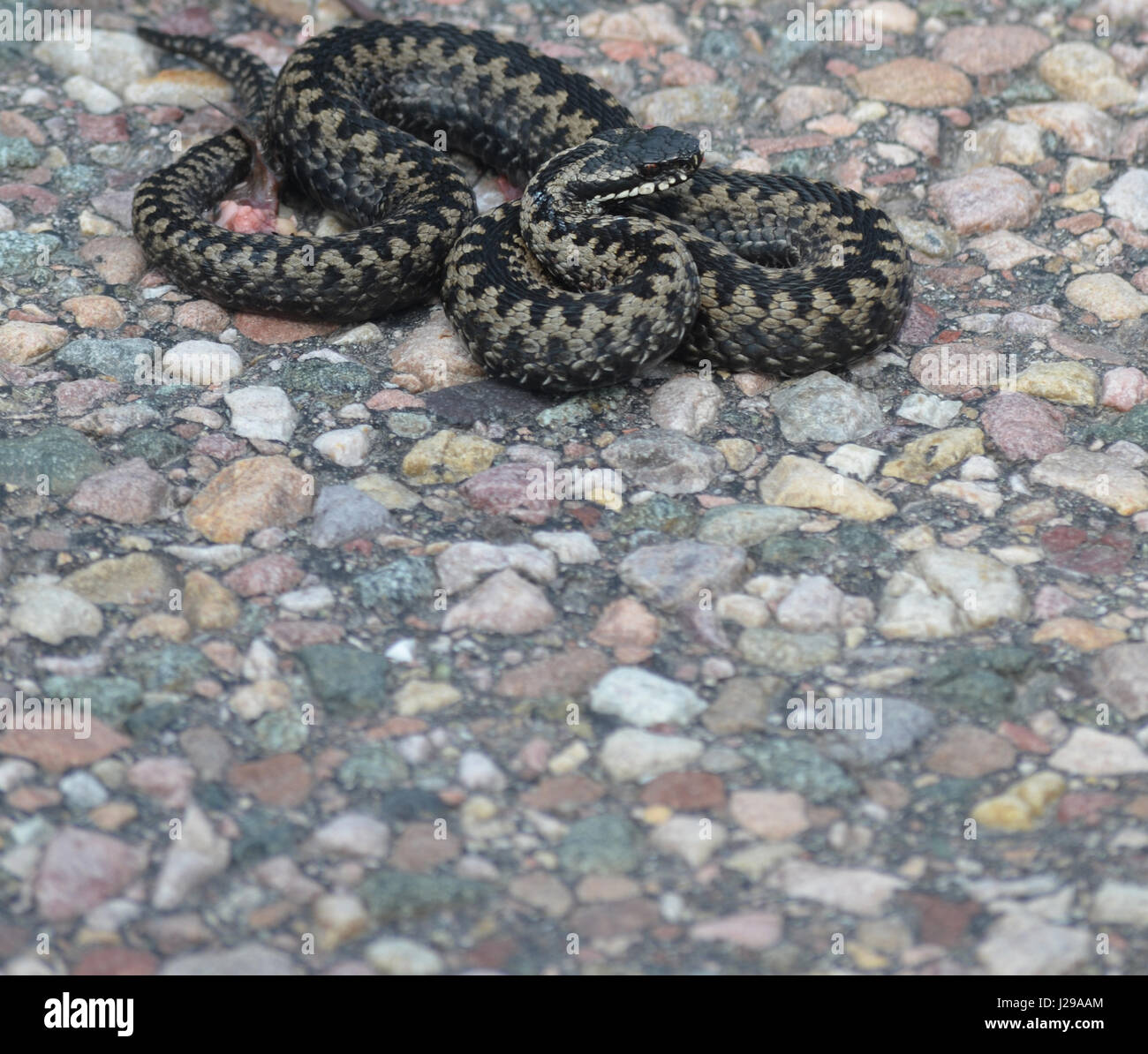 Norwegian snakes hi-res stock photography and images - Alamy