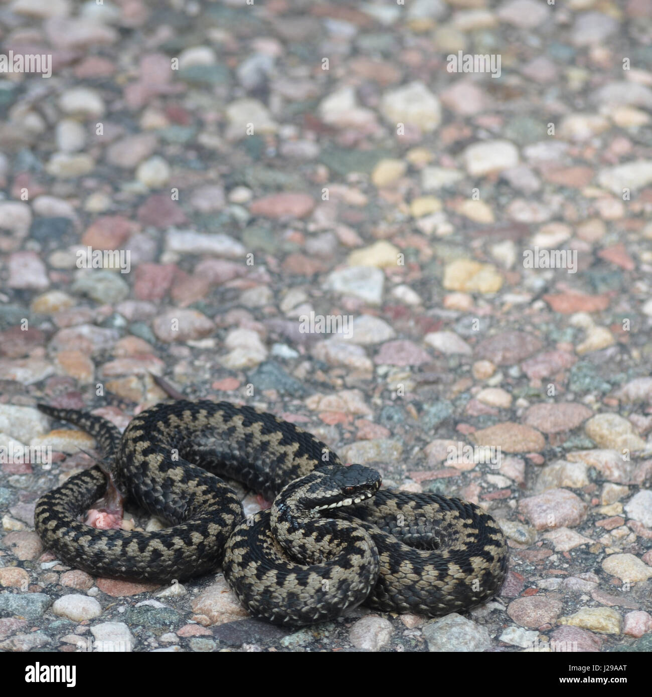 Viper Common european adder Stock Photo - Alamy