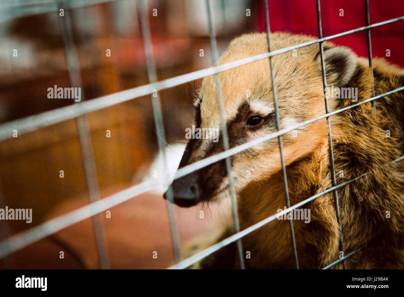 Coati animal in the zoo cage Stock Photo - Alamy