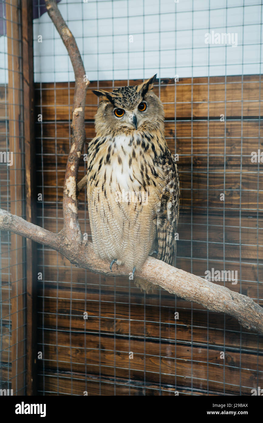 A gray owl is sitting in a cage in the zoo Stock Photo - Alamy