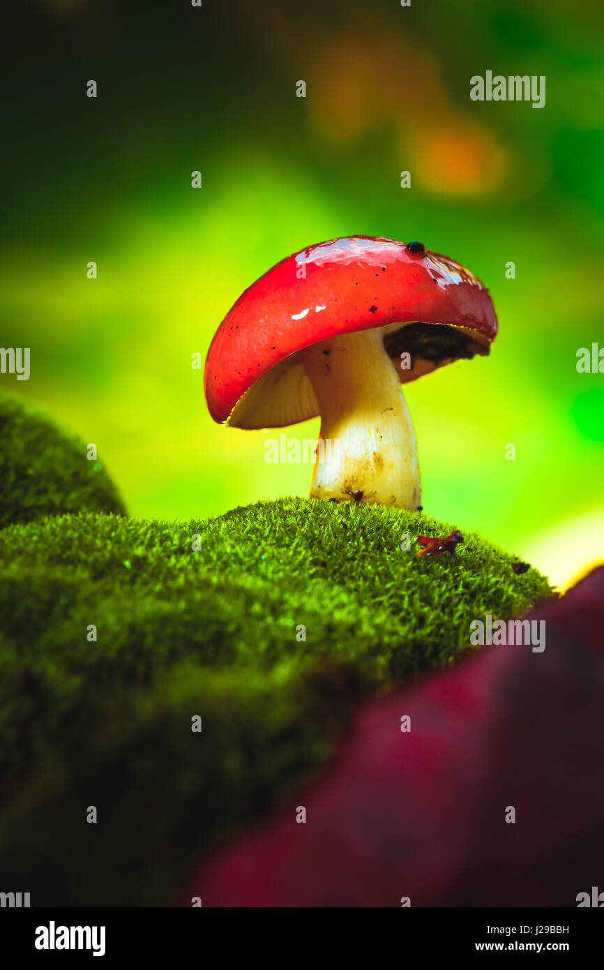 fresh mushroom russula white stalk grows on moss Stock Photo - Alamy