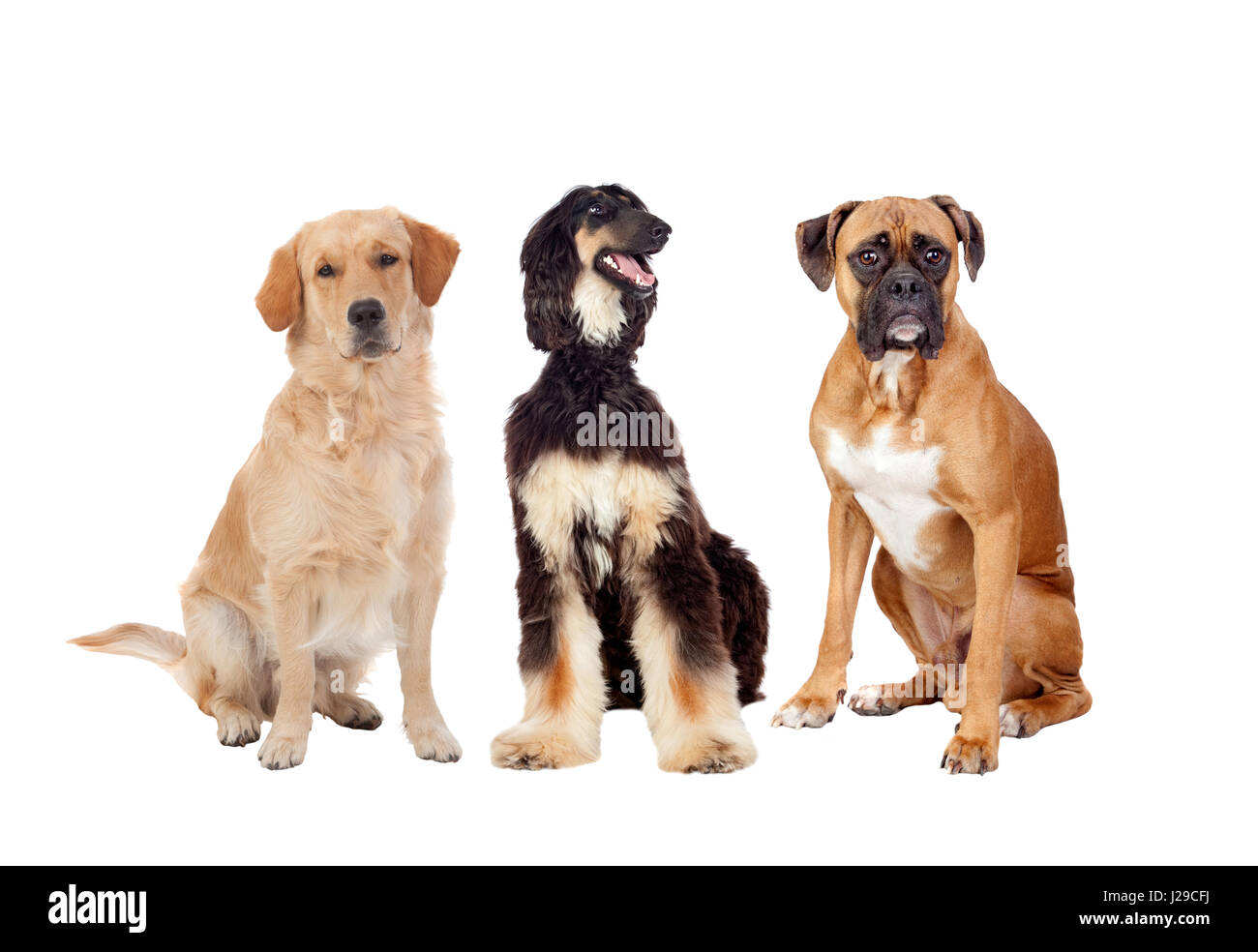 Three differents big dogs sitting isolated on a white background Stock ...