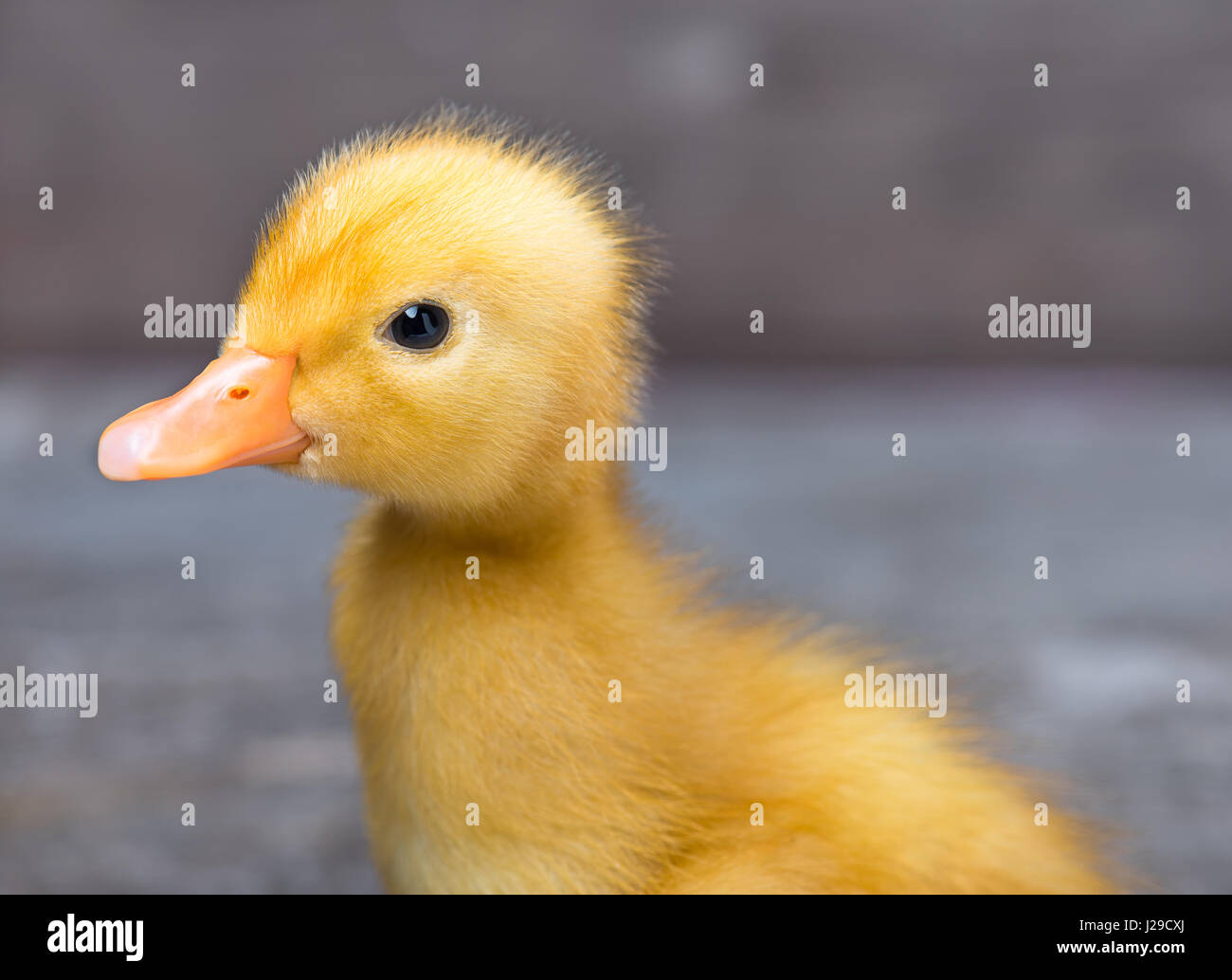 Cute newborn duckling Stock Photo - Alamy